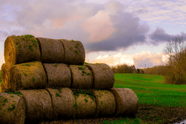 What Is The Difference Between Sodding And Seeding? | Royal Sodding